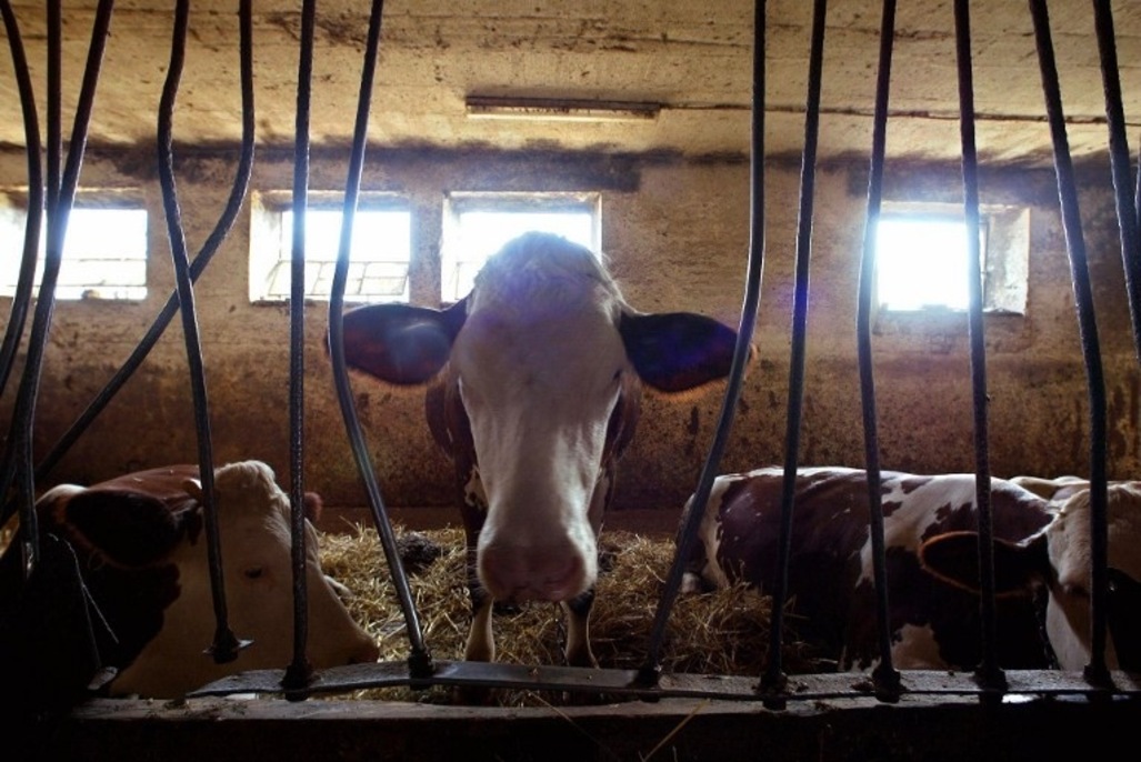 Scandale des farines animales ou pourquoi le végétarisme a de plus en ...