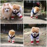 Boo : L'histoire du chien le plus mignon au monde - YZGeneration