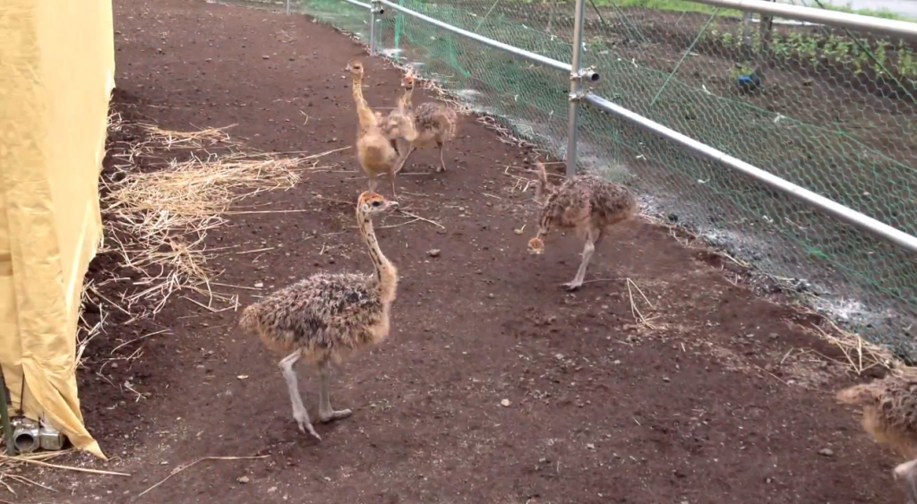 Juste des bébés autruches qui tournent en rond - YZGeneration
