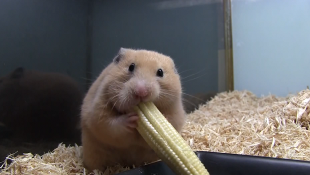 Si vous prenez une cobette au KFC, ne faites pas comme cet hamster ...