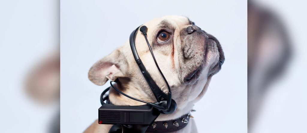 Mais c’est un chien qui parle ! - YZGeneration