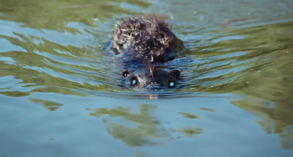 Hey les mecs ! Si on faisait un film avec des castors zombies ...