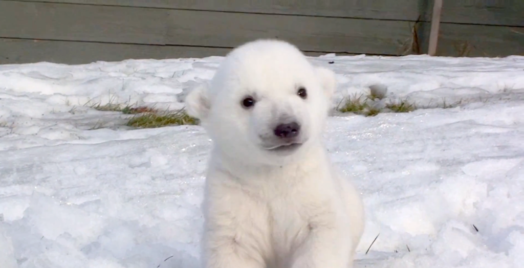Bébé Ours Blanc découvre son royaume de neige - YZGeneration