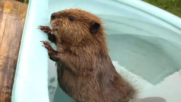 L’image du jour : Bébé castor prend son bain | YZGeneration