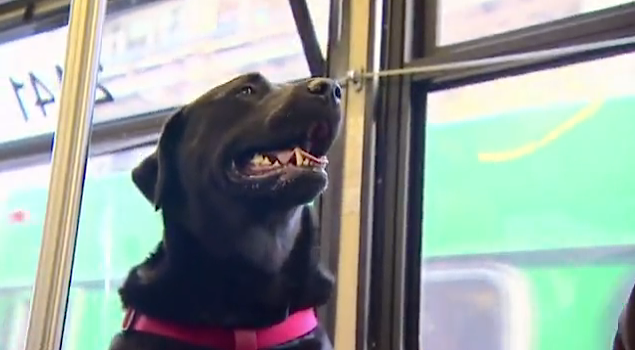 Seattle : Juste un labrador qui prend le bus tout seul pour se promener ...
