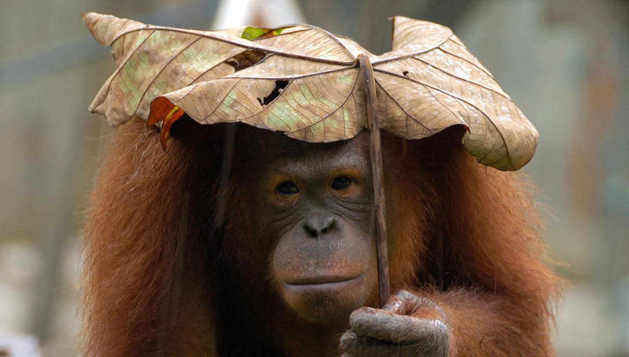 Un Orang-Outang reconnu comme « personne non humaine » parvient à ...