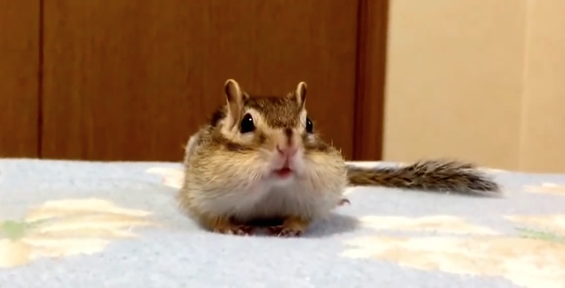 Juste un Bébé Écureuil qui fait son Stretching matinal - YZGeneration