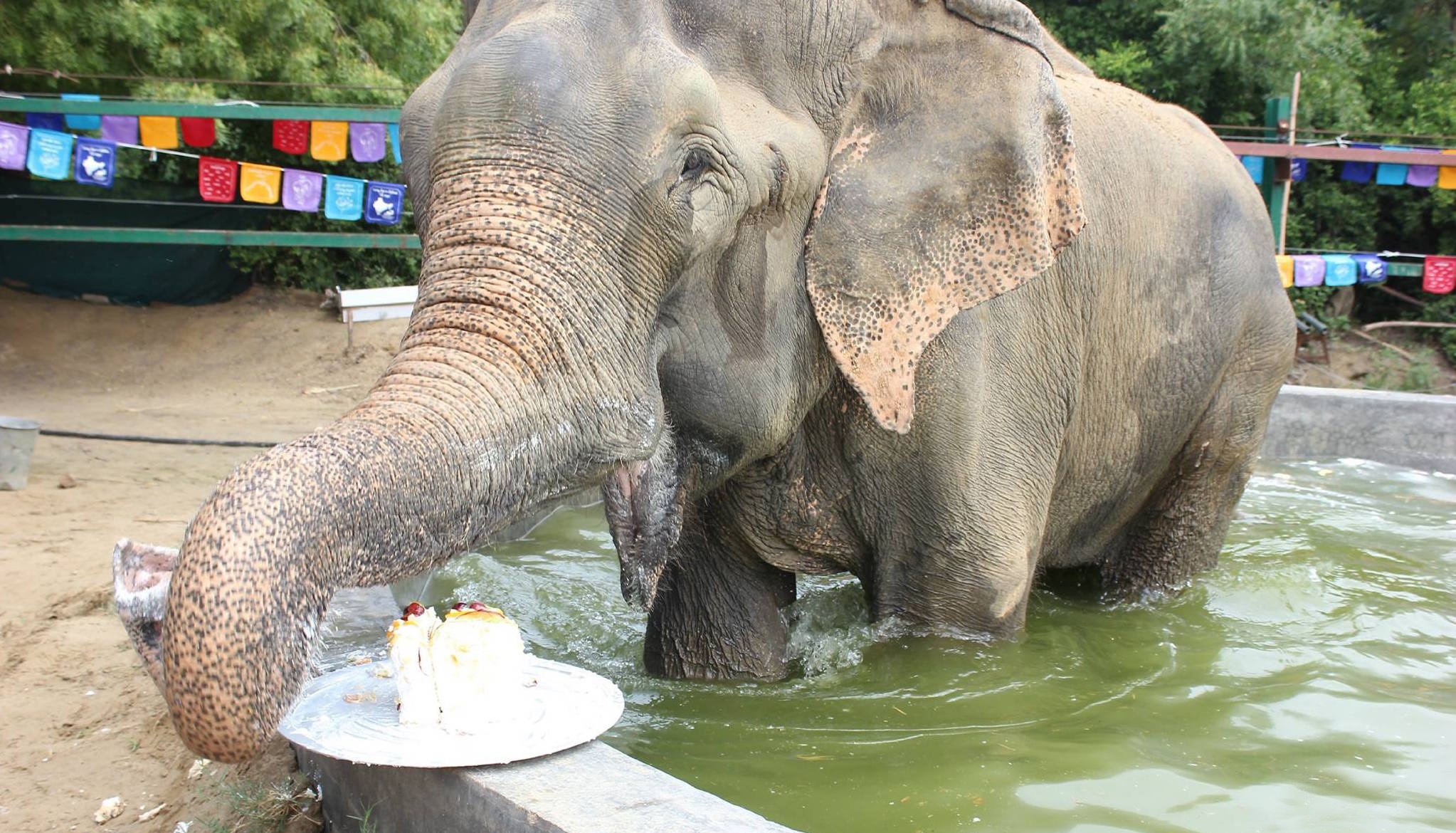 Raju L'Éléphant : De la Prison à la Liberté - YZGeneration