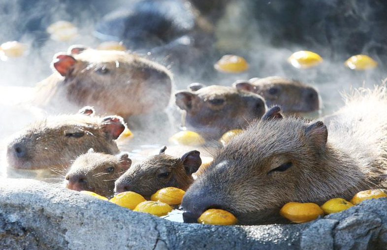 Yuzu bath by potg333 : r/ImaginarySliceOfLife